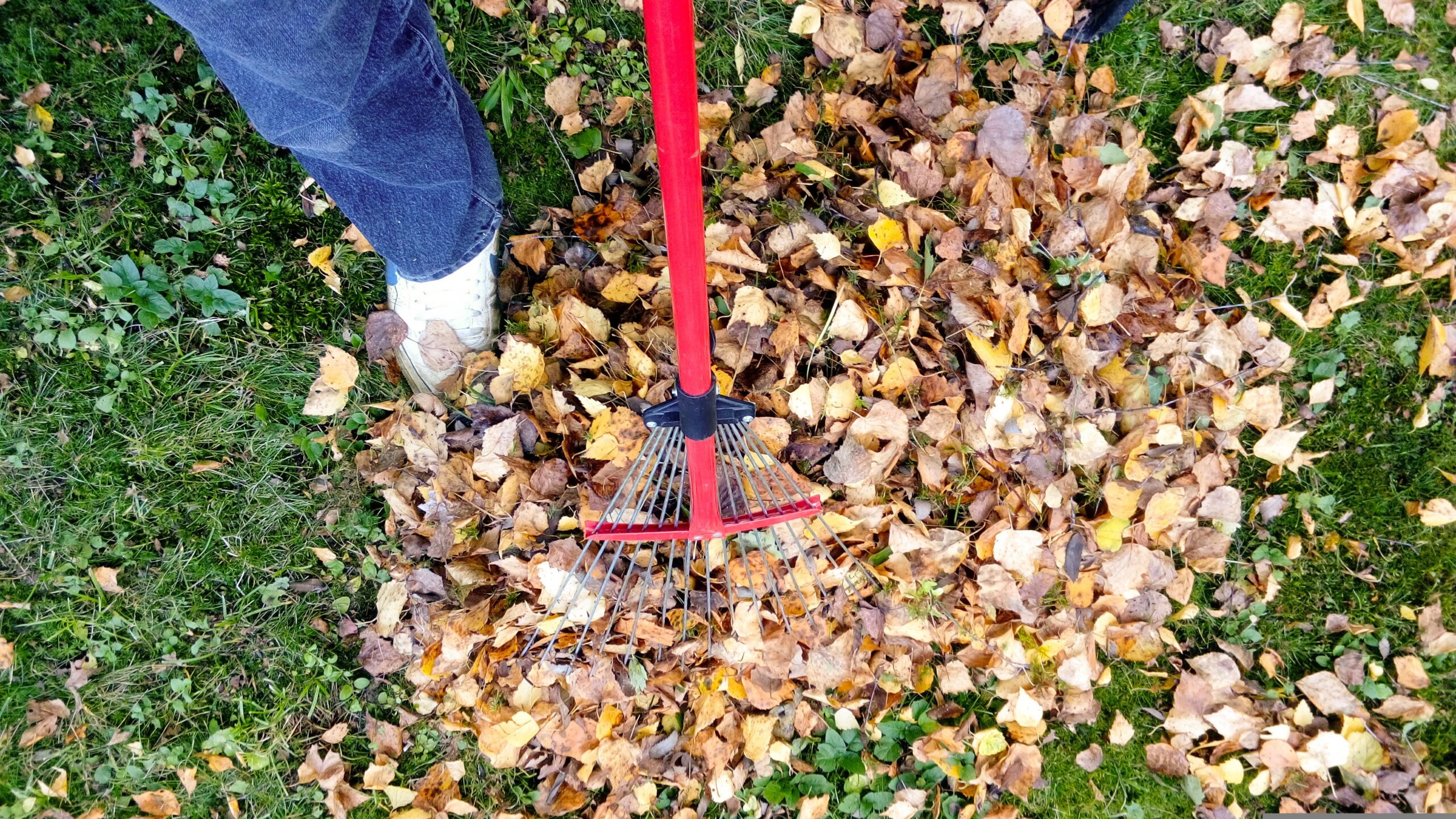 Professional Fall Cleanup Services in Victor & Pittsford, NY | Fiorella ...